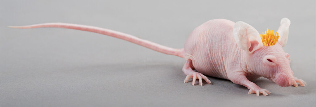 Magic Chemical Found in Chicken McNuggets May Be A Cure For Baldness ...