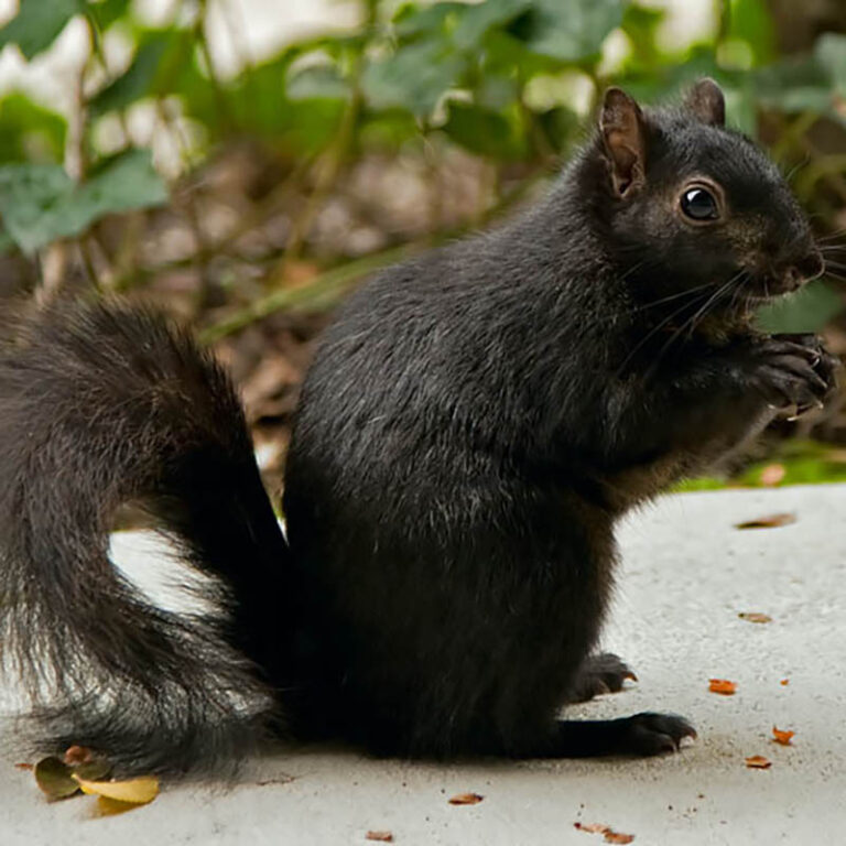 These animals are goth AF - Riot Fest