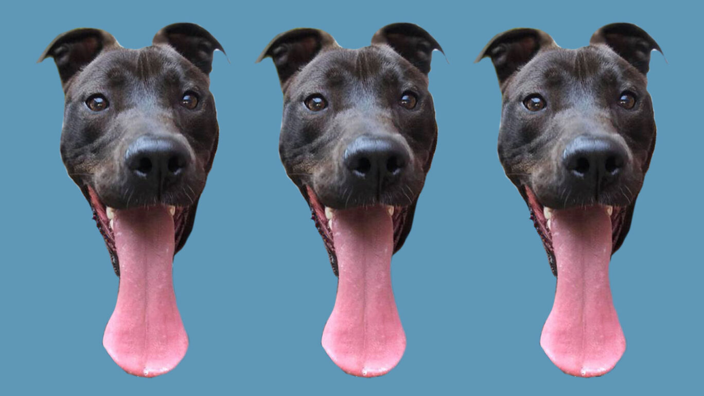 Riot Fest Adoptable Puppy of the Week: Doofy - Riot Fest