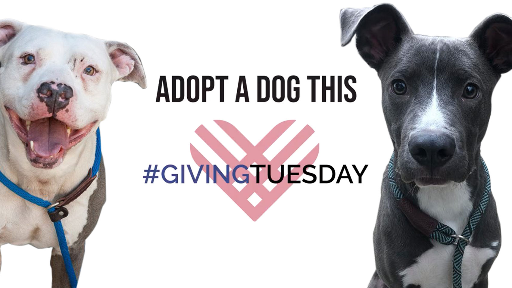 Riot Fest Adoptable Puppy of the Week: #GivingTuesday Edition - Riot Fest
