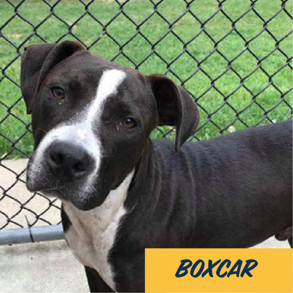 Riot Fest Adoptable Puppies of the Week: Riot Fest Edition - Riot Fest