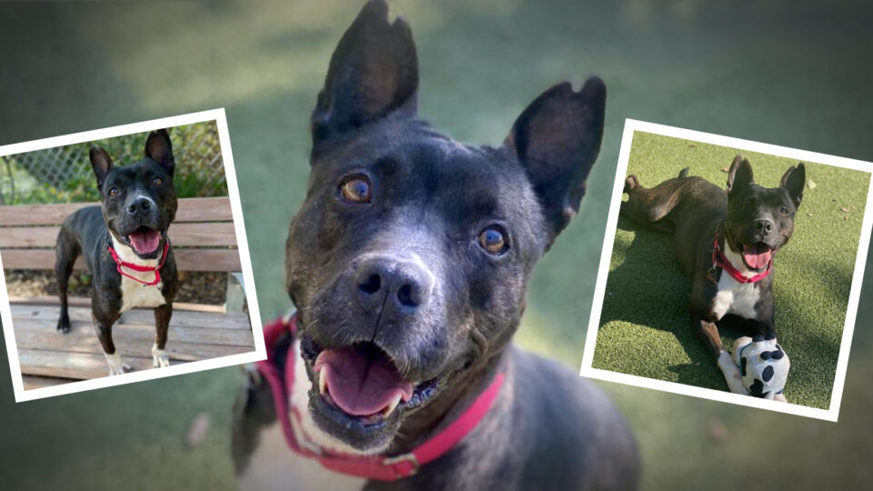 Riot Fest Adoptable Puppy of the Week: King
